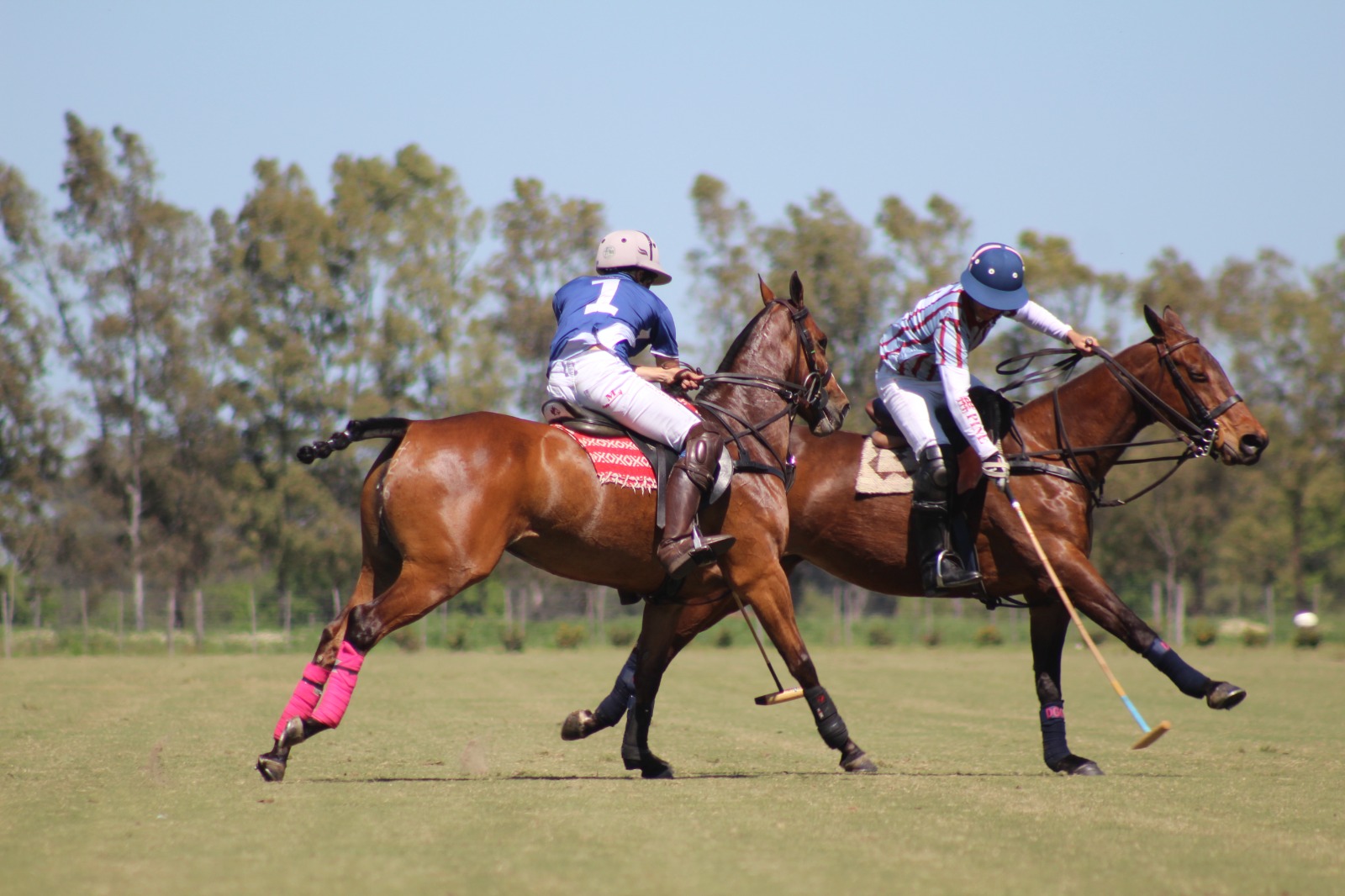 Prensa Polo | Polo de Argentina y Mundial